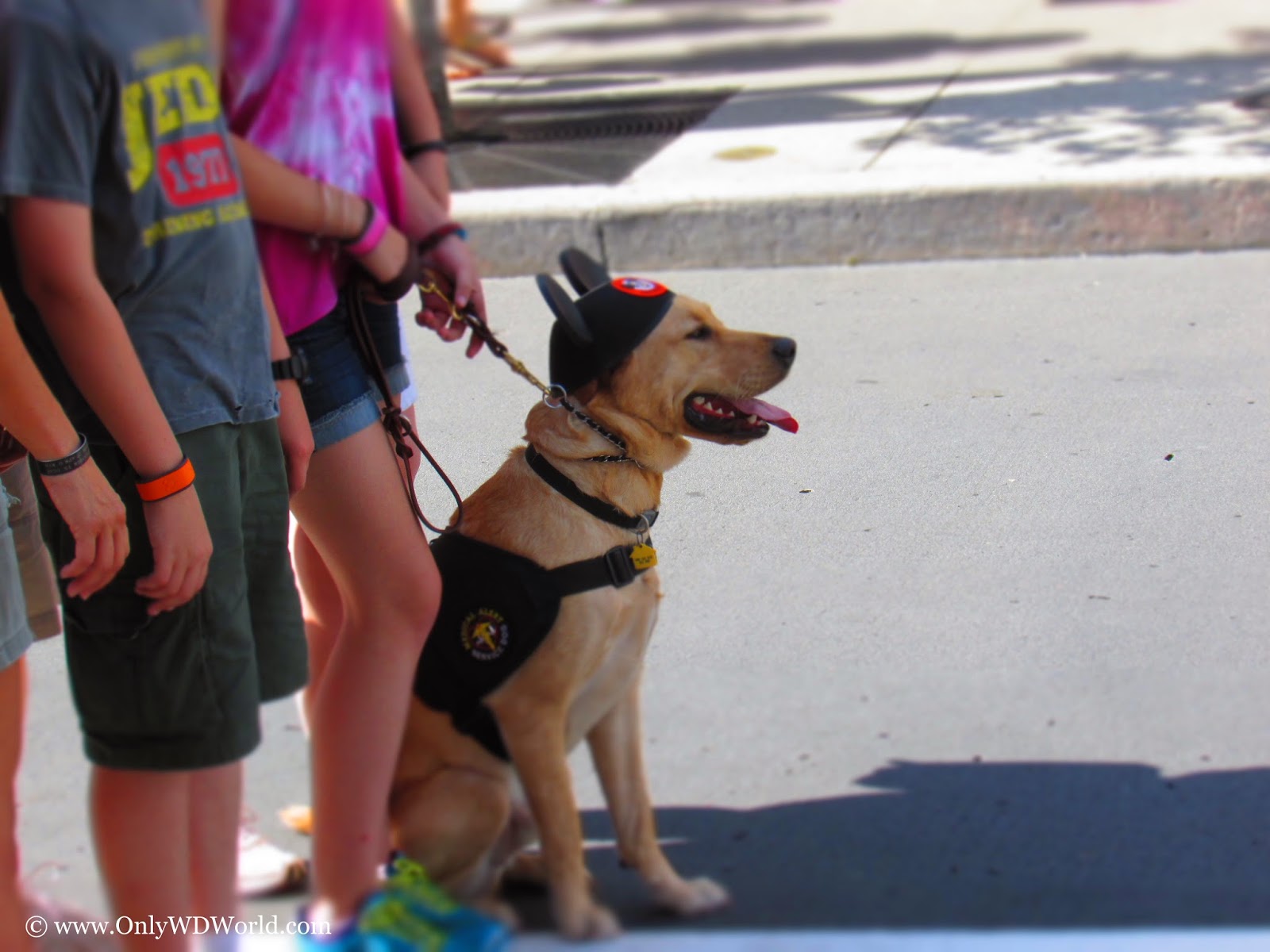 Service Dogs Love Disney World Too! | Disney World Blog Discussing ...