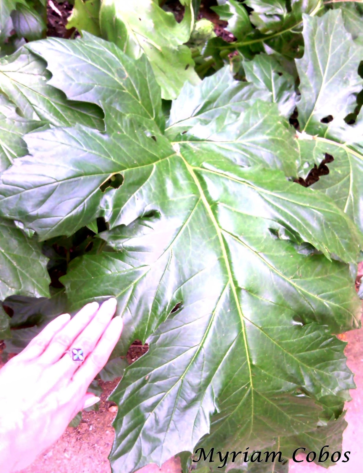 NAVEGANDO POR EL RÍO DE LA HISTORIA MYRIAM COBOS: HOJAS DE ACANTO