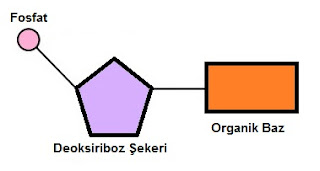 Fen bilimleri: nükleotit