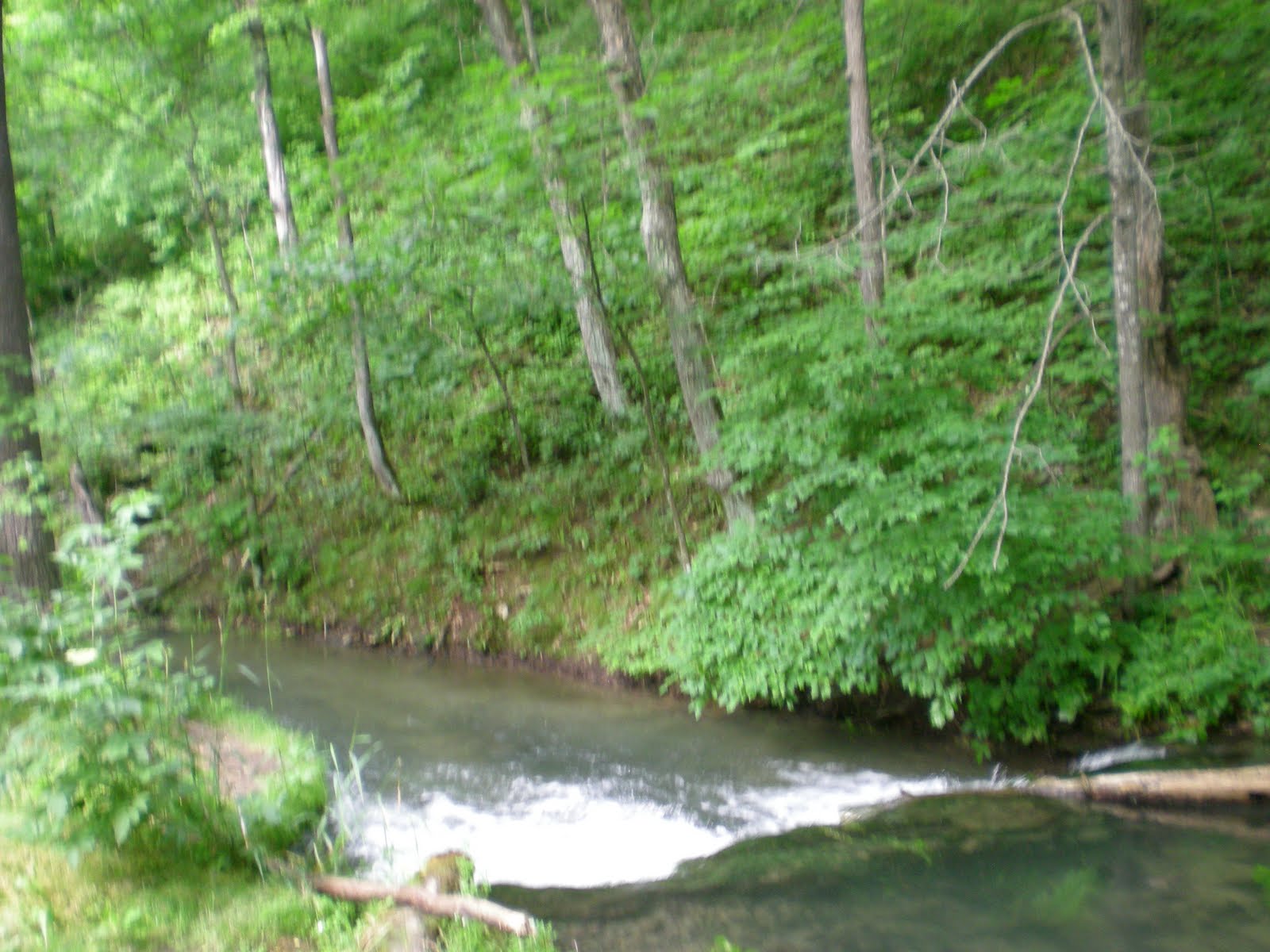 Practical Biology: science for everyone: Eastern deciduous forest mesic ...