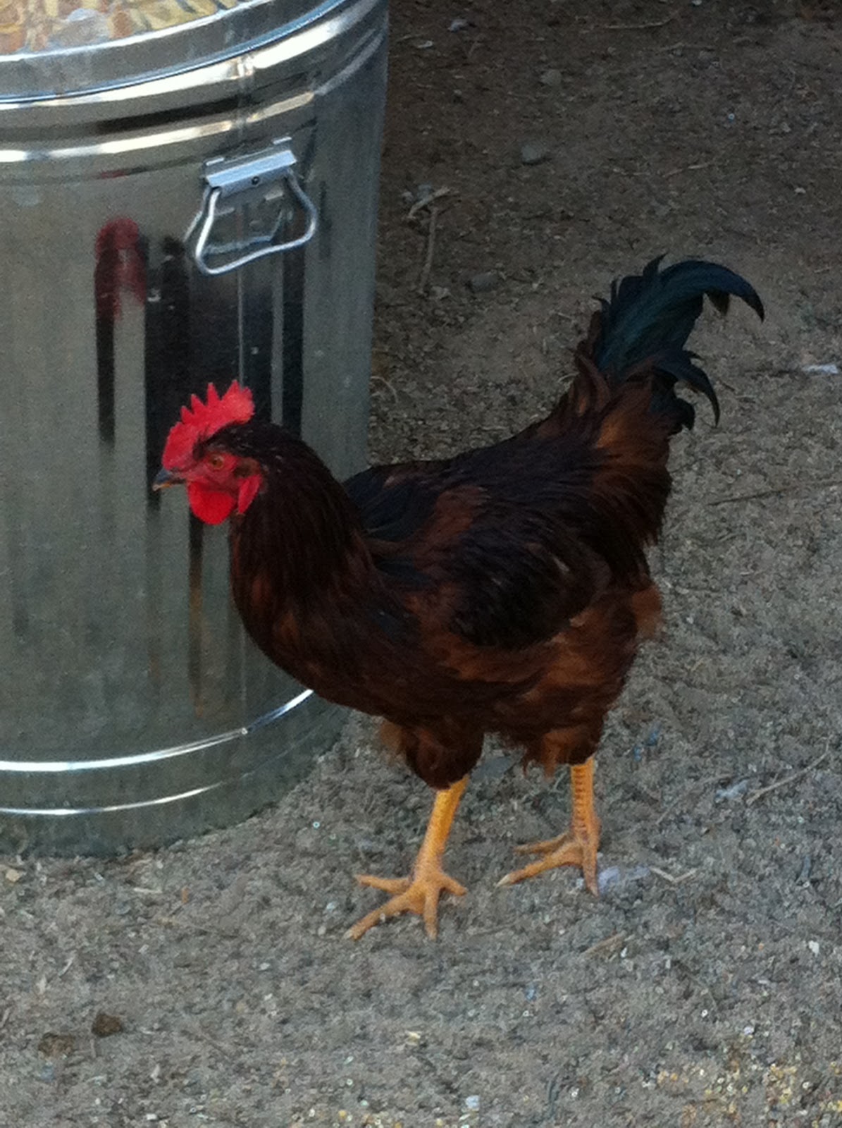 Anne Fannie's Green Acres: Chicken News From the Green Acres Cottage