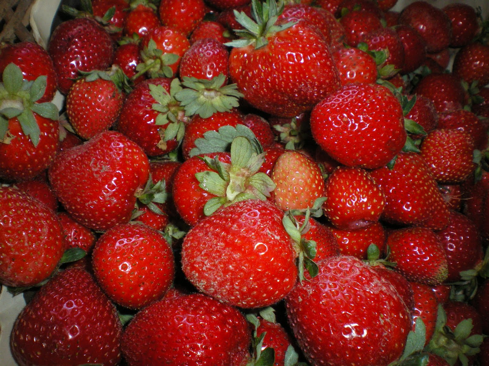 HORTA À PORTA: MORANGOS