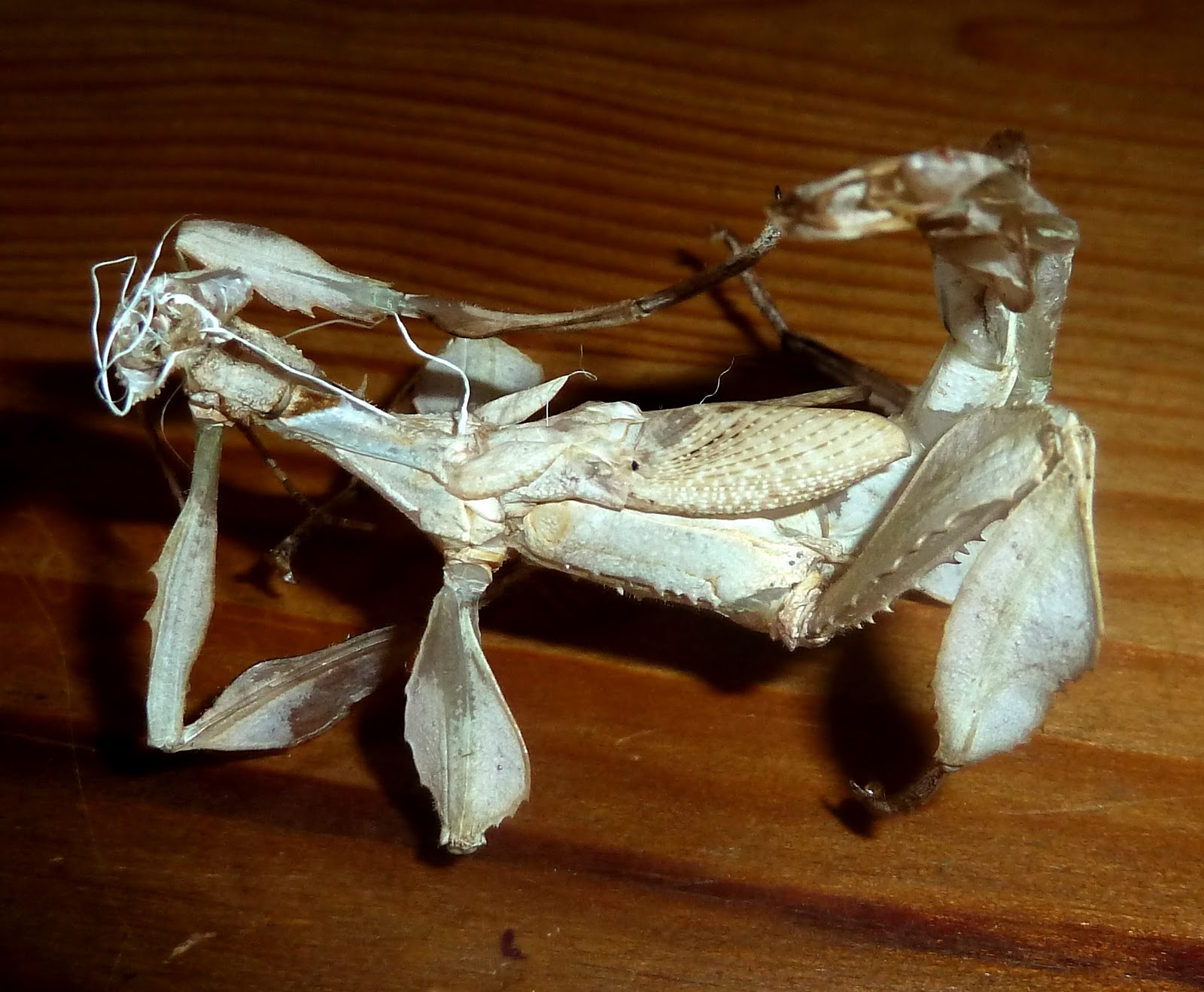 Dave Hubble's ecology spot: Observations of Macleay's Spectres IV ...