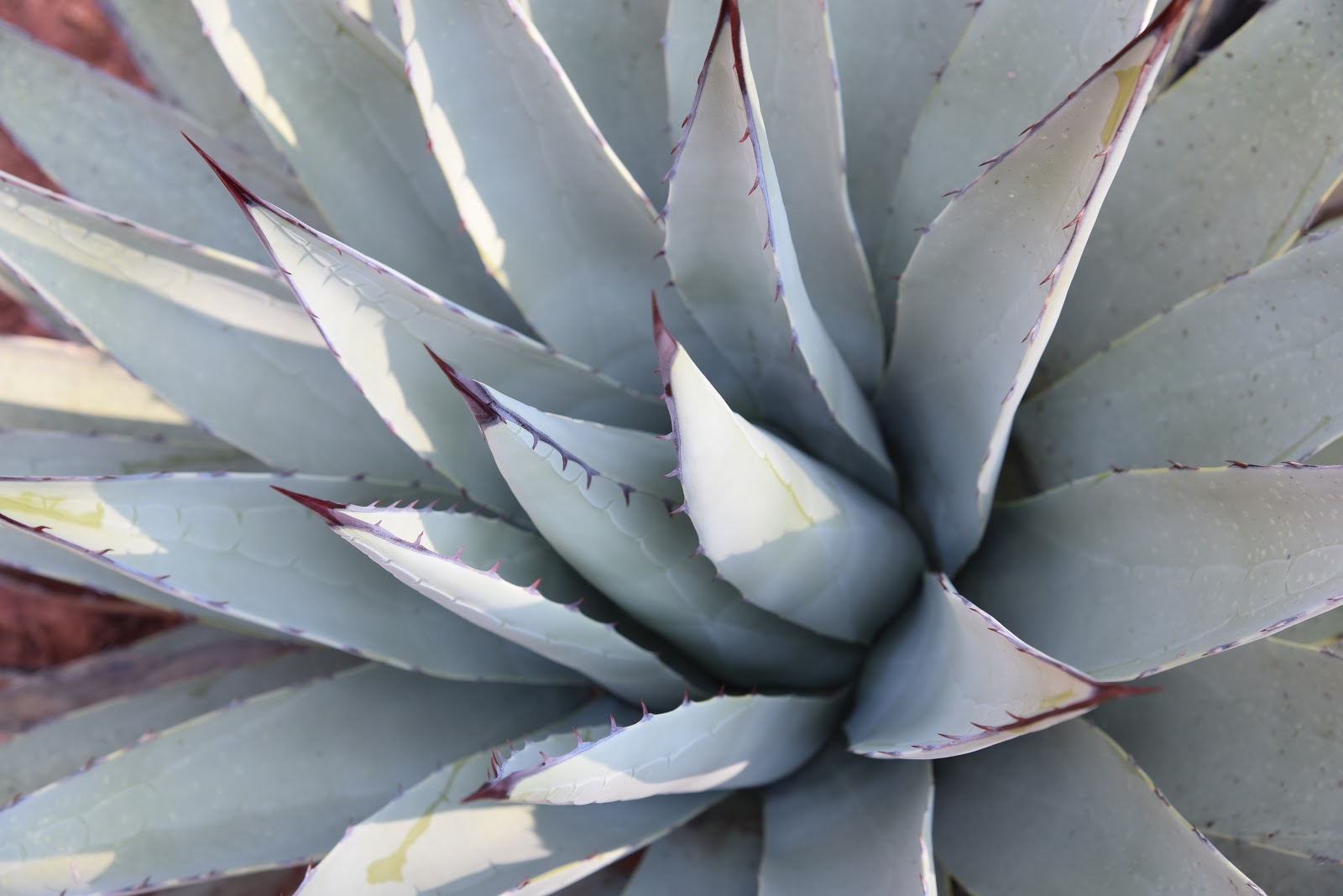 Arizona Hiking: ANT HILL LOOP
