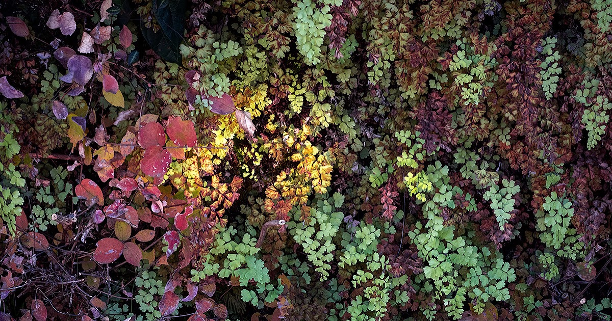 FROM THE GARDEN OF ZEN: Adiantum: Kita-kamakura