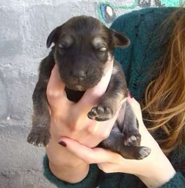 Vida de Perros: Se regala mestizo de Labrador con Pastor Alemán