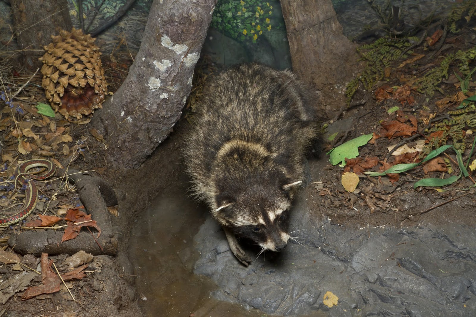 Naturetastic Blog: Mount Diablo State Park (Part 1)