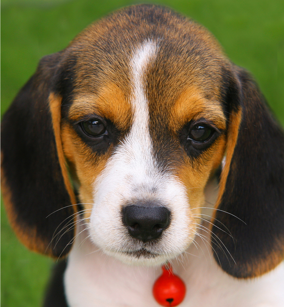 BANCO DE IMÁGENES: Un hermoso perrito llamado "Tamarindo". No me ...