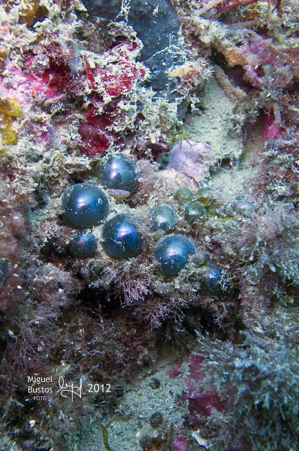 Naturaleza y Fotografía en Motril: Valonia utricularis