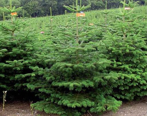 B.Edmond: Bradutul Ars.