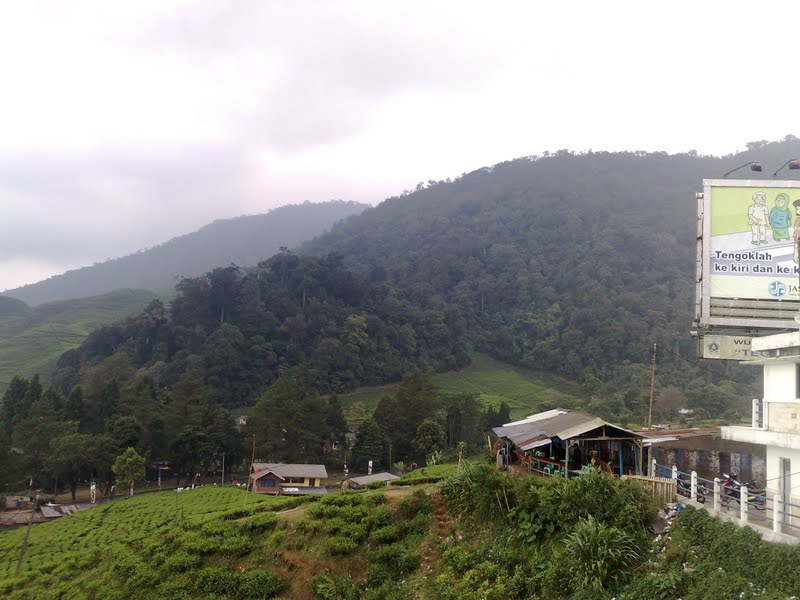 TAKJUB INDONESIA: INDAHNYA PEMANDANGAN DI RINDU ALAM PUNCAK