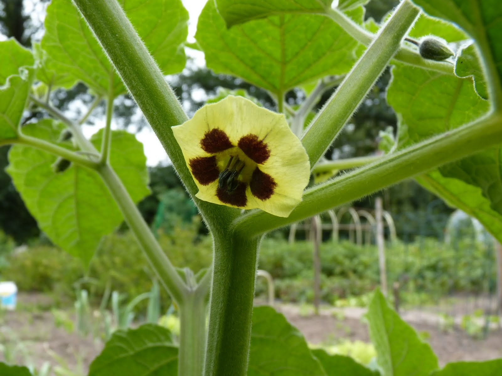 smalrac: Kelkplant of Goudbes