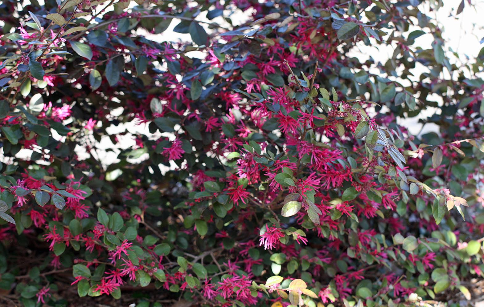 Southern Lagniappe: Lovely Loropetalum