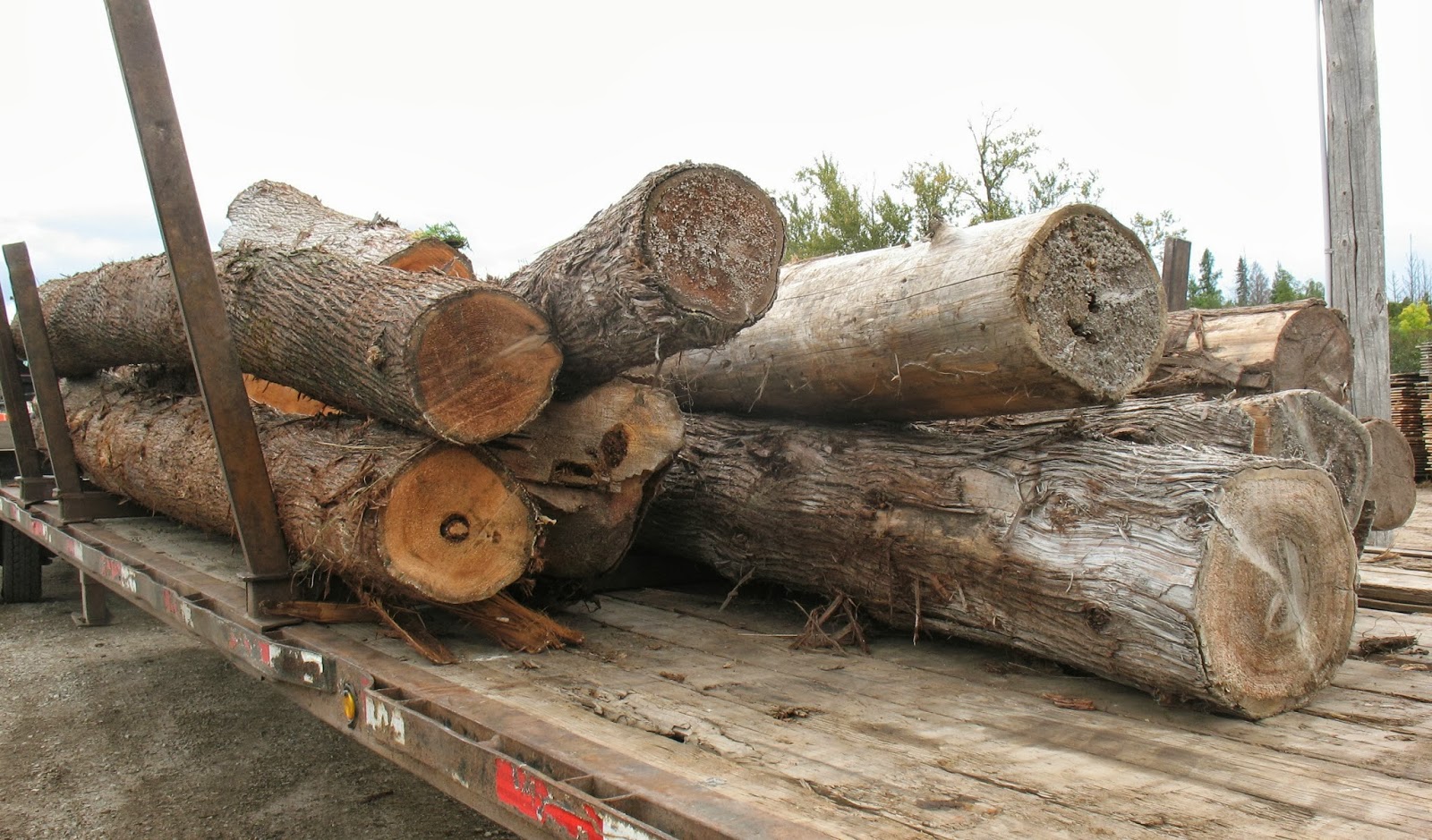 Wille Logging Lumber & Timber: Cedar Comments