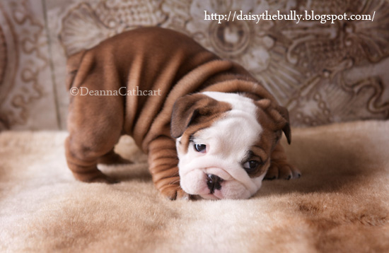 Daisy The Bully: Moo Moo 5 Weeks