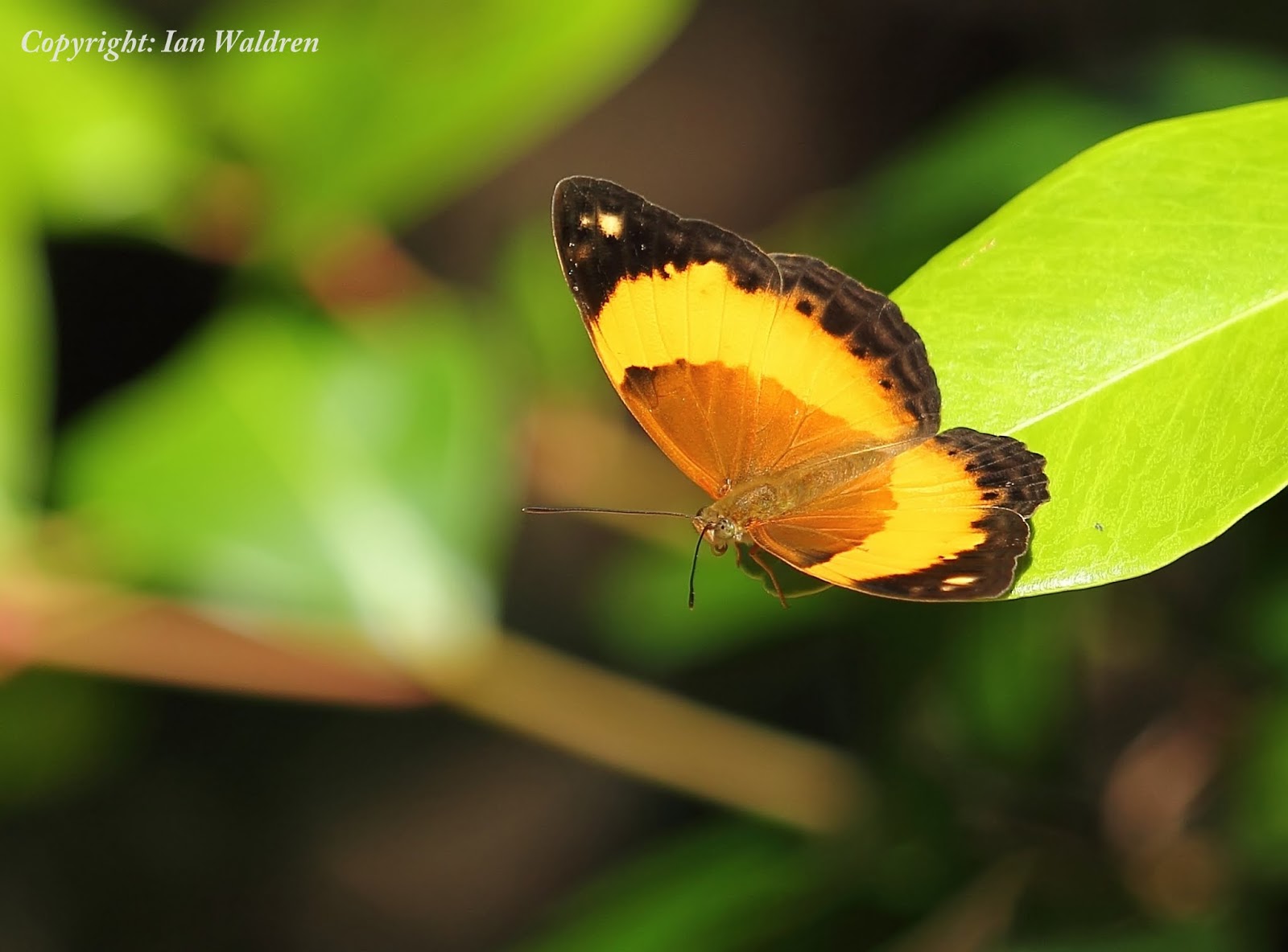 WILD TROPICAL QUEENSLAND: Butterflies