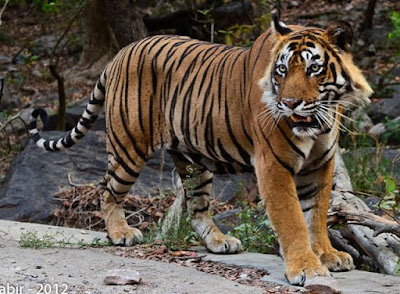 Tiger T24(ustad) of ranthambore national park sawai madhopur