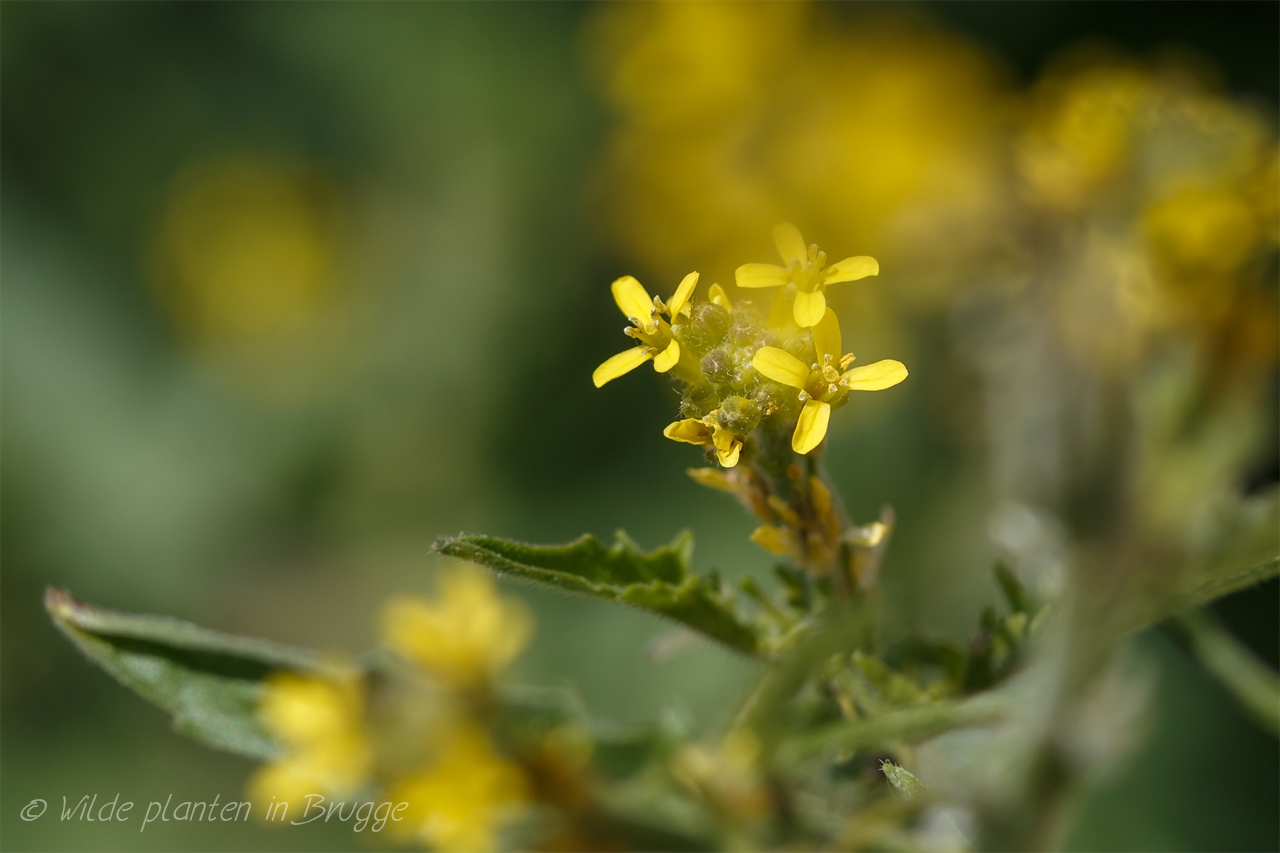 Wilde planten in Brugge: Gewone raket