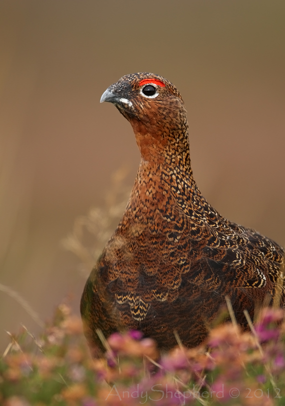 Andy Shepherd Wildlife Photography: Red Grouse