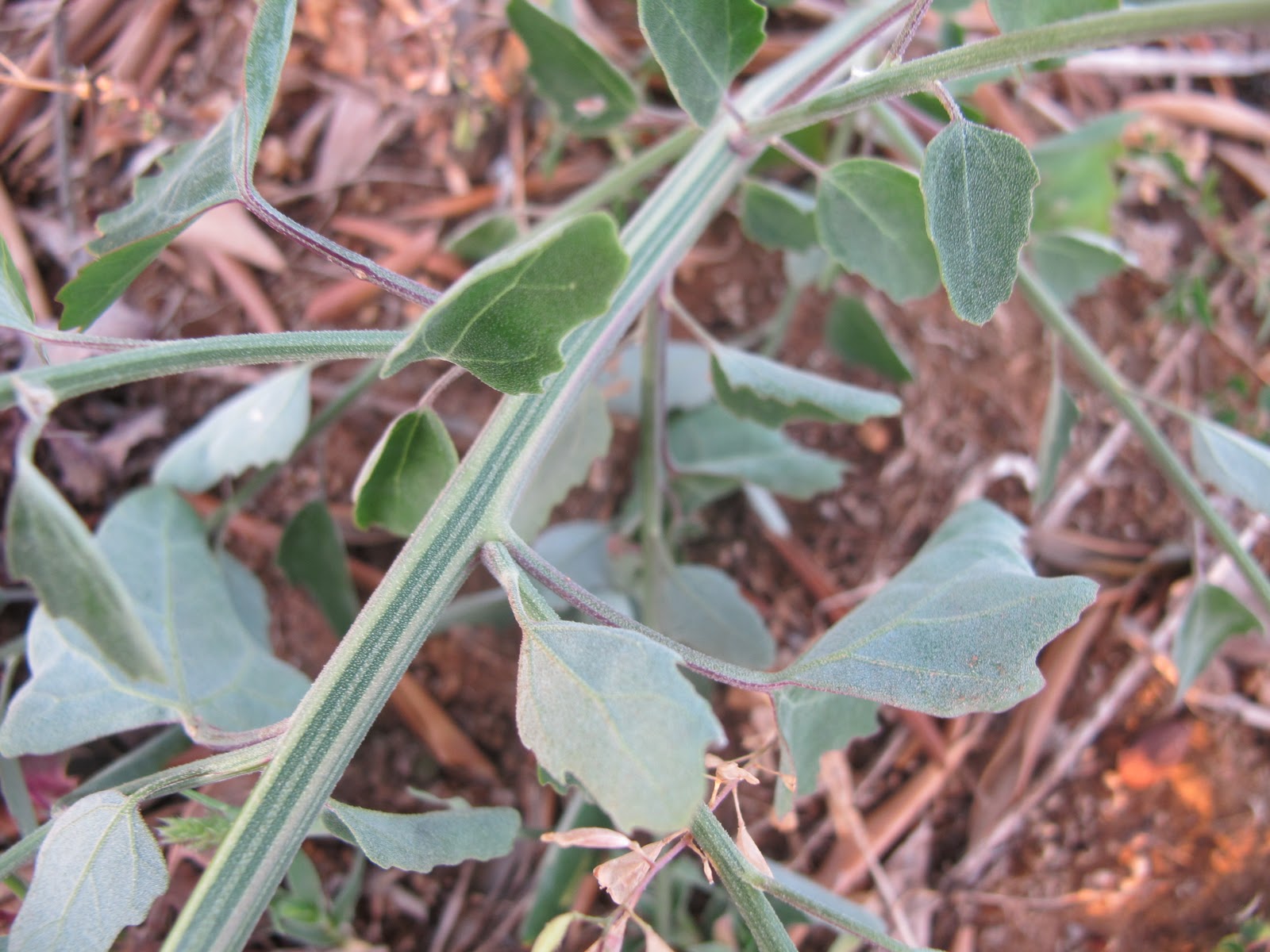 FLORA NEL SALENTO e.. anche altrove: Chenopodium album L ...