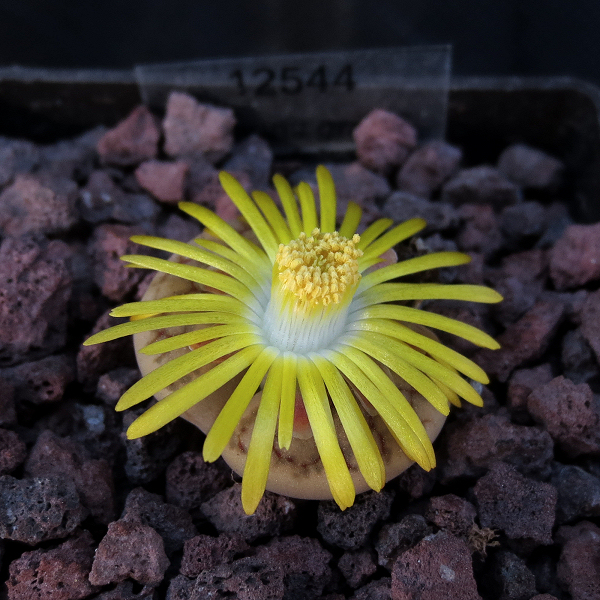 o jardineiro azelha: Lithops gracilidelineata subsp. brandebergensis C394