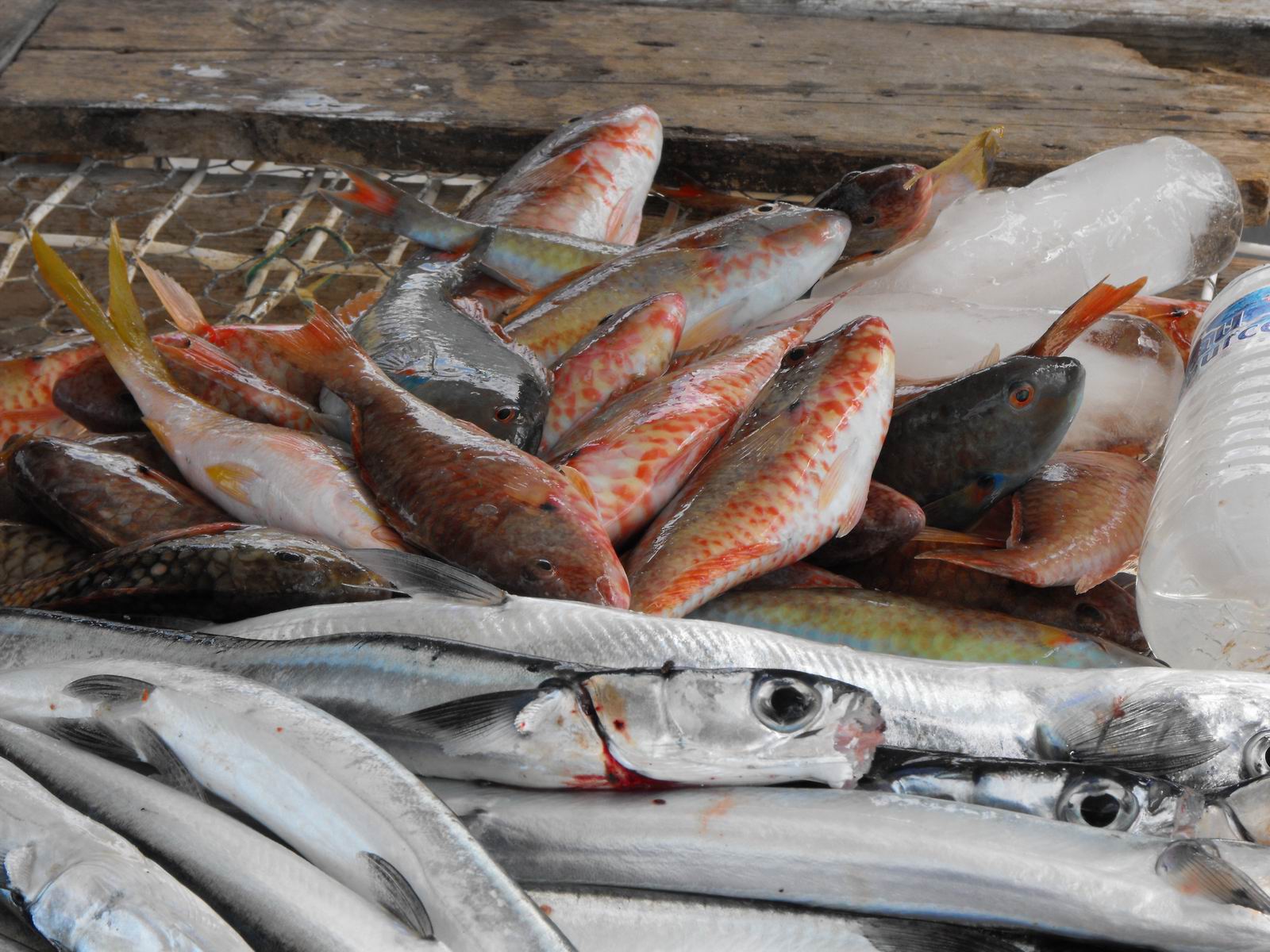 Des poissons rouges et des orphies de la Guadeloupe