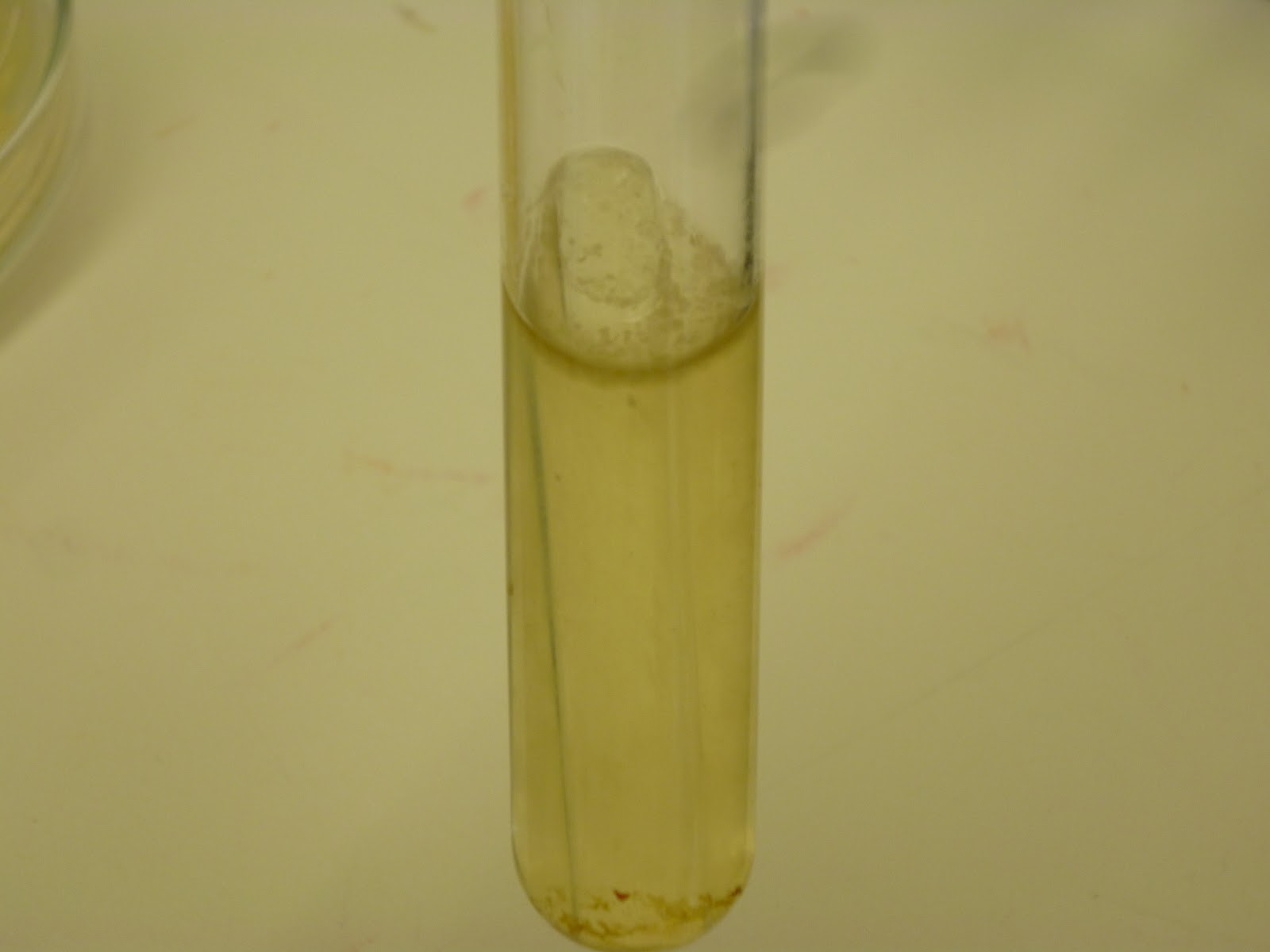 Medical Microbiology: November 8-10