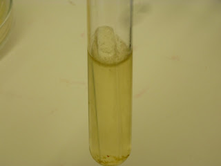 Medical Microbiology: November 8-10