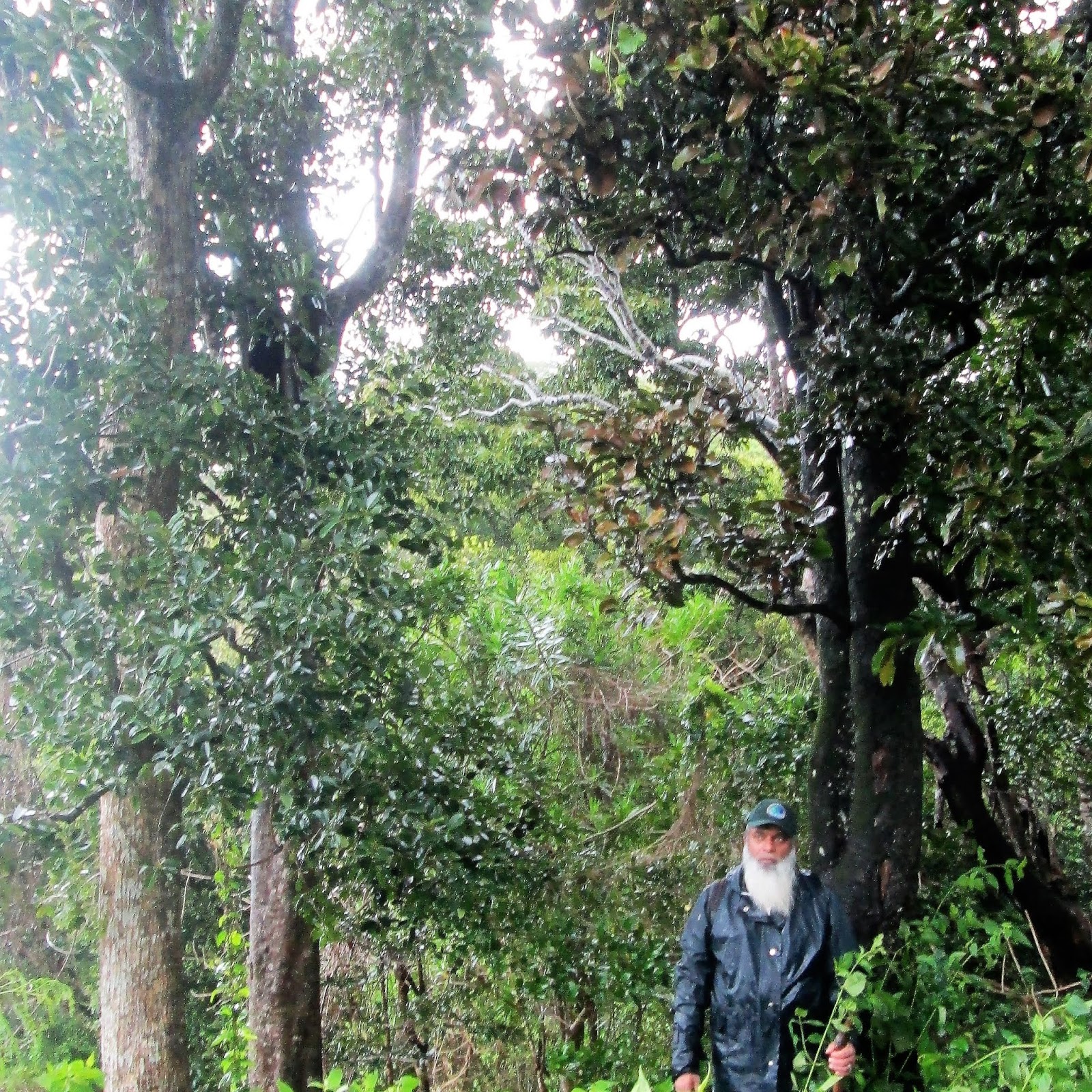 FORESTRY IN MAURITIUS: THE CHALLENGE OF FOREST PROTECTION ...