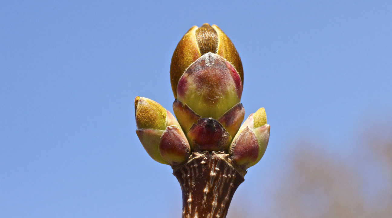 Flora Urbana: Érable de Norvège, Acer platanoides, Norway maple