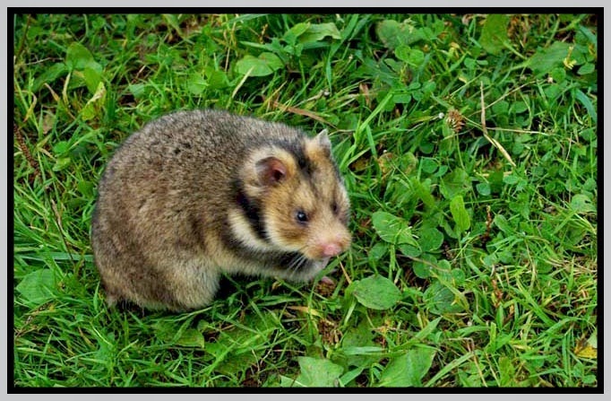 Beszamel i spółka bez ograniczeń: Podrodzina Cricetinae - chomiki.