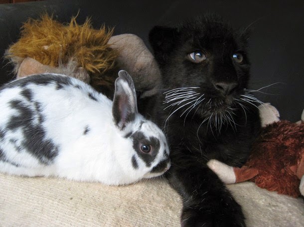 White Wolf : Bunny and leopard make unlikely friends (VIDEO)