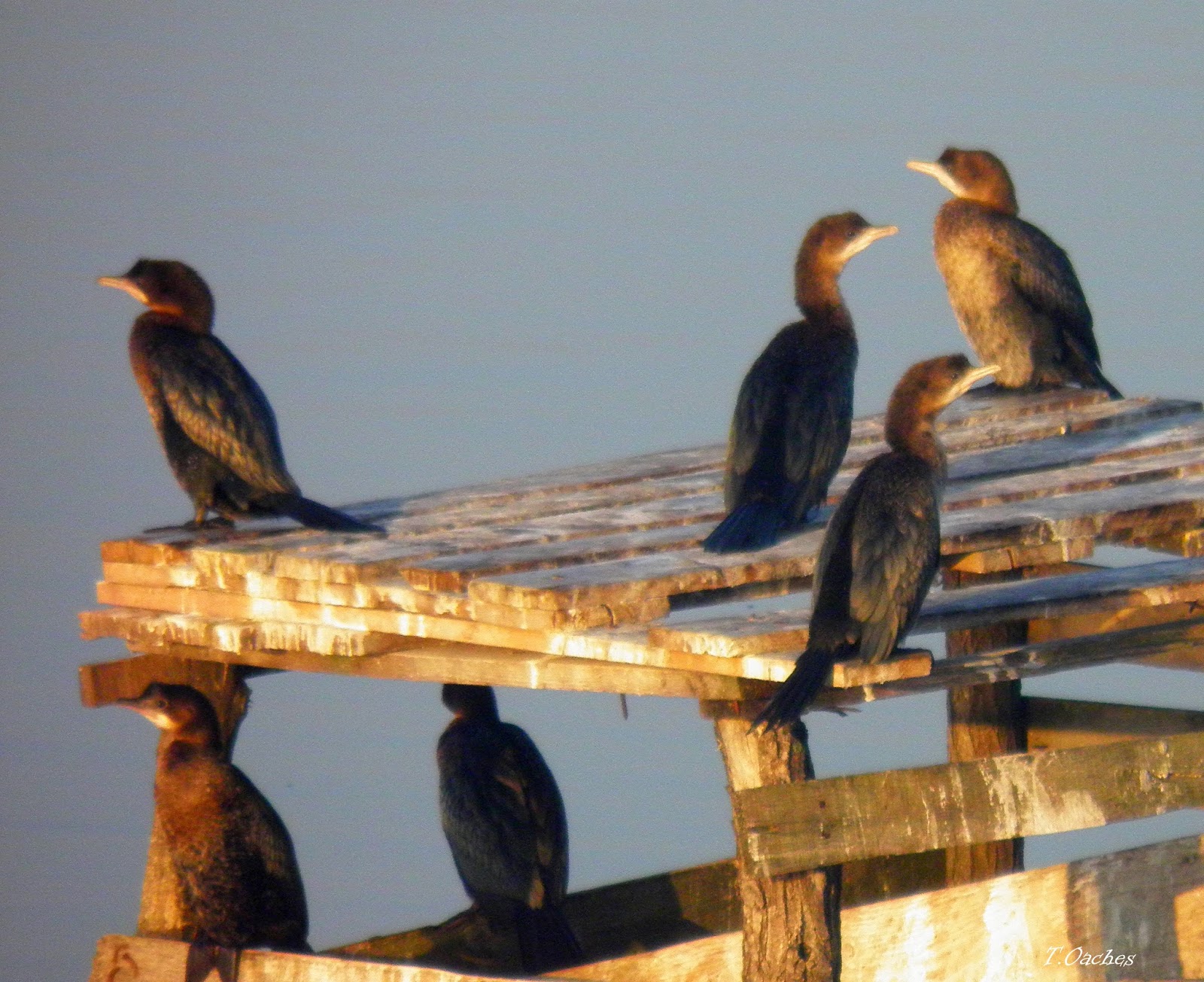 PASARI DIN ROMANIA: CORMORAN MIC, Microcarbo pygmeus