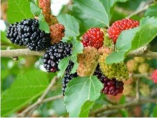 Kandungan dan Manfaat Buah Arbei ~ makanan-makanan sehat