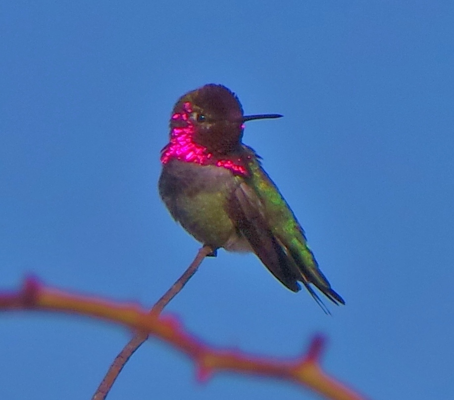 Berkeley Backyard Bird Blog: Mountain Talks Lecture: "Extraordinary ...