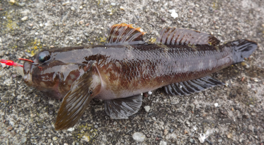 Mission Impossible : To catch 100 species of saltwater fish from ...