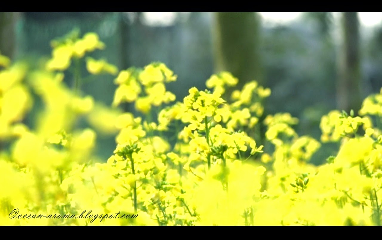 Most beautiful Shorisha Flower Unique HD Wallpaper « Ocean Aroma