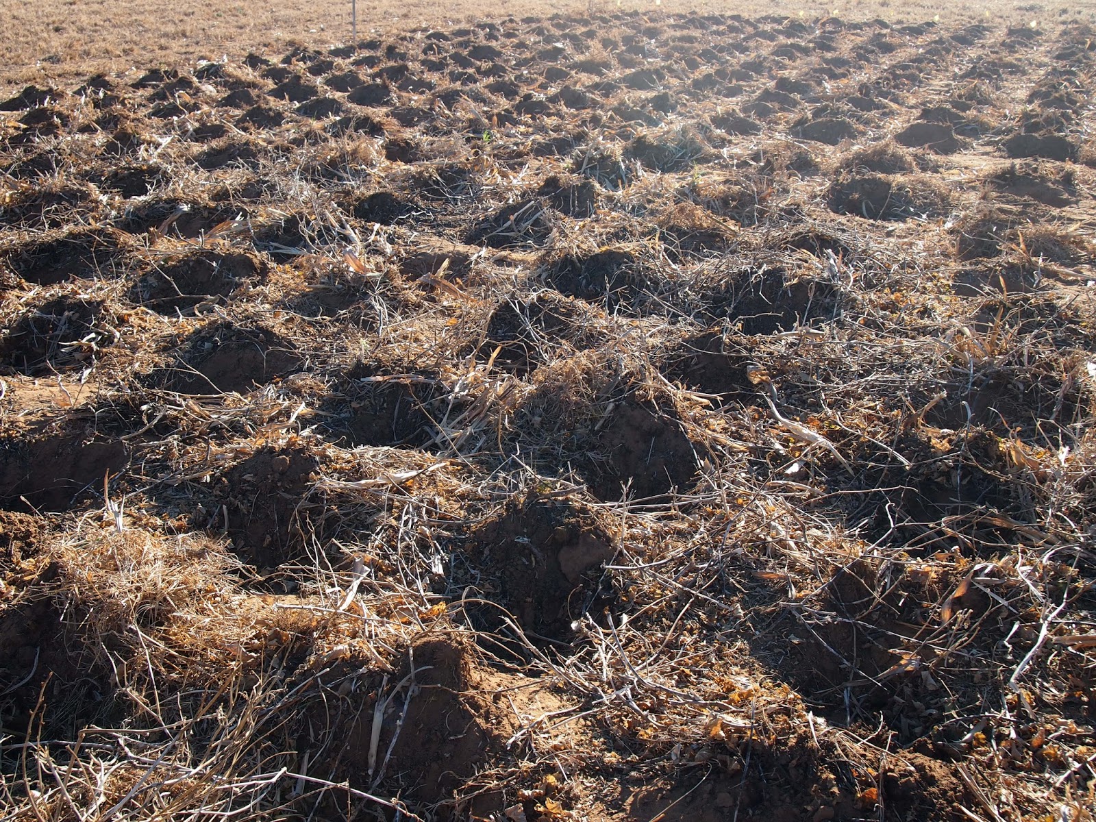 Zai: Reversing Desertification