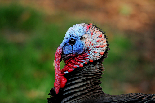 Mosaic TidBits: Color