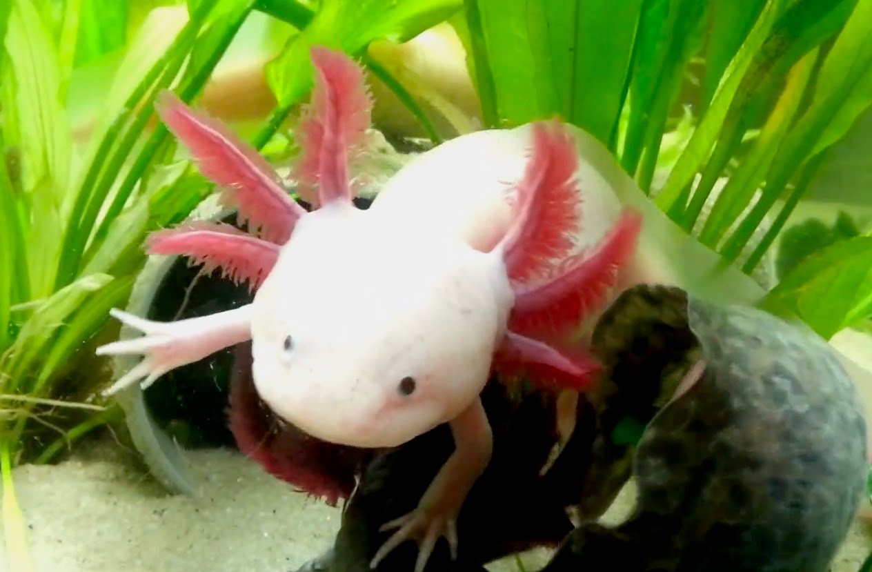 10 Contoh Hewan Amphibi Beserta Gambar Dan Penjelasannya - SemuaContoh