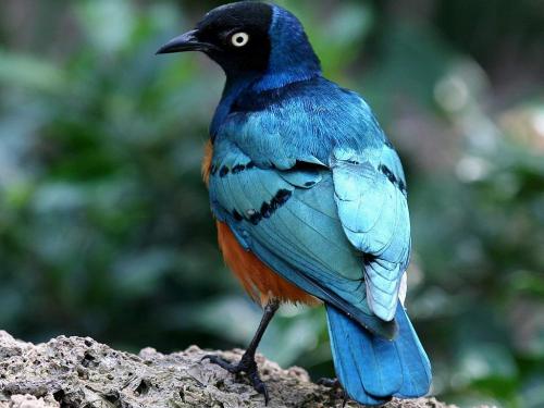 IMAGENES Y TEXTOS SELECTOS: AVES del MUNDO : VISTOSAS Y HERMOSAS