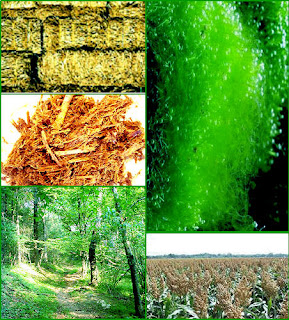 Biomassa Sebagai Sumber Energi Alternatif Masa Depan ~ Renewable Energy