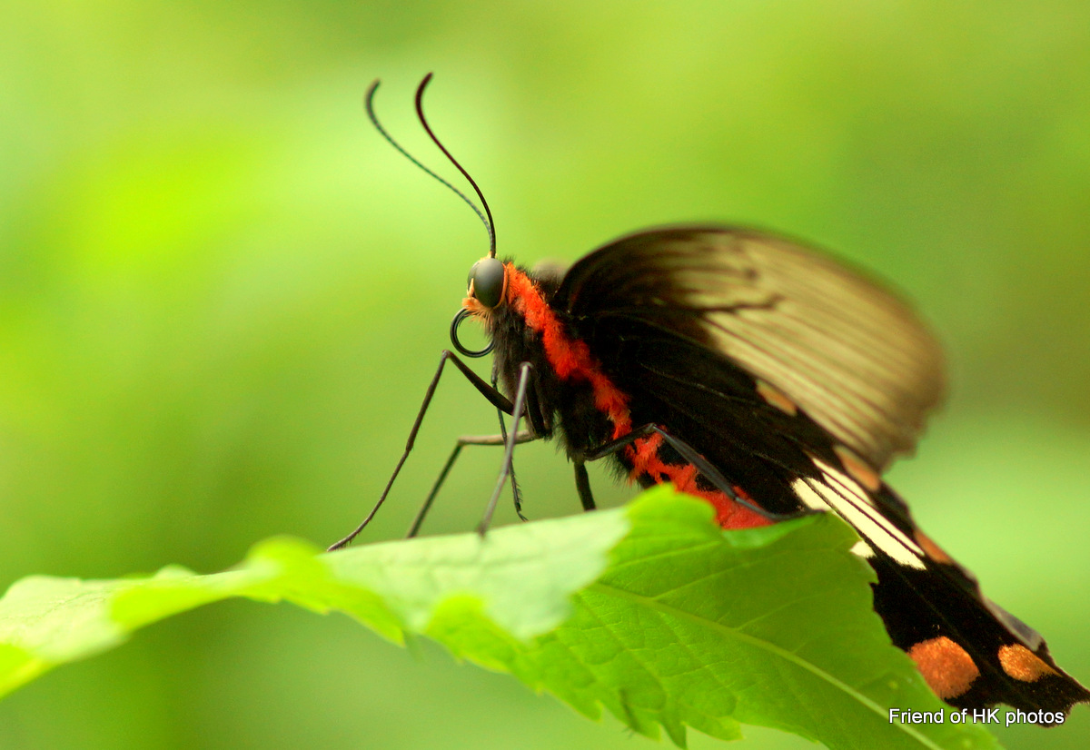 Photographic Wildlife Stories in UK/Hong Kong: The Life Of Common Rose ...