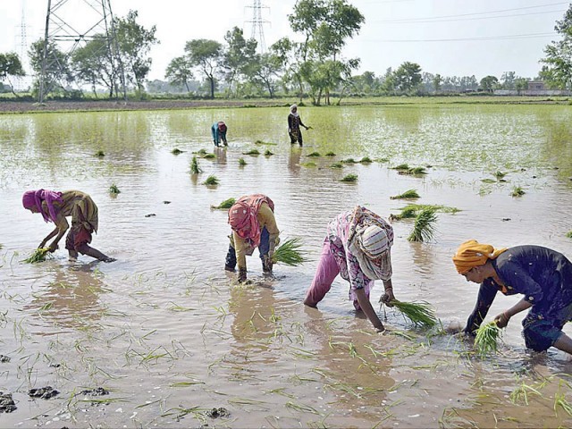 Seed Sowing and Methods of Seed Sowing