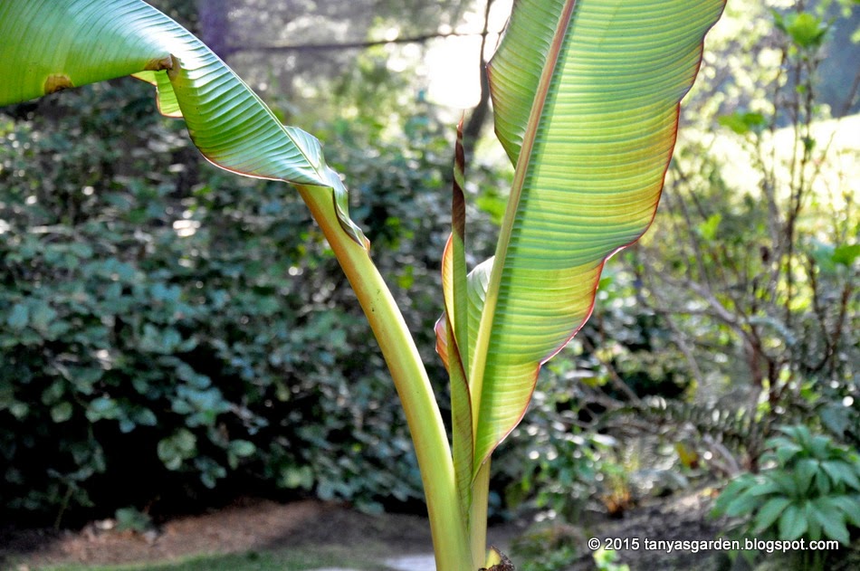 MySecretGarden: Abyssinian Banana Trees Overwintered