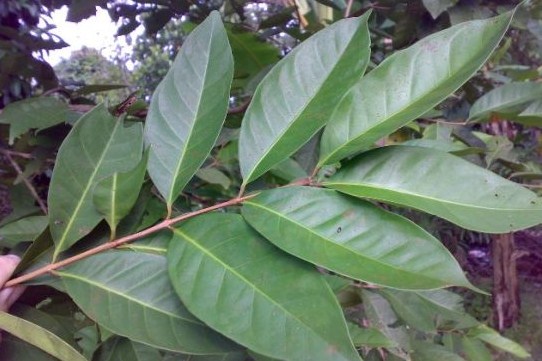 Obat gatal-gatal alami - Khasiat Daun Alami