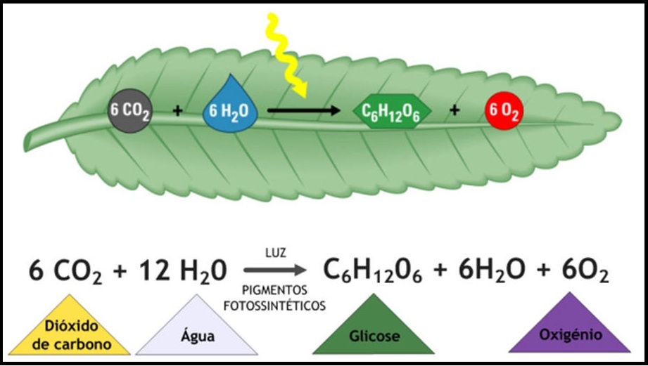 Equação Química da fotossíntese