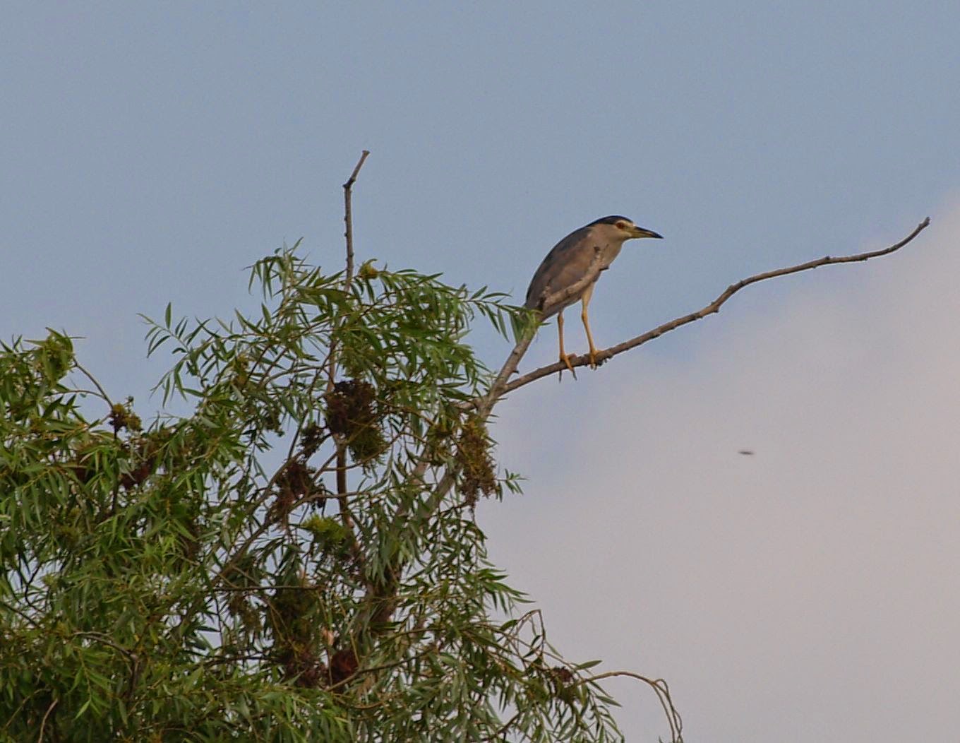 CUADERNO DE CAMPO del Treparriscos: El rechoncho Martinete del Río Júcar.