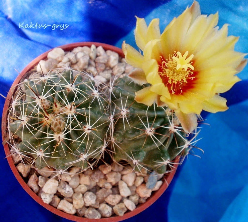 Thelocactus setispinus ~ PLANTUKIS