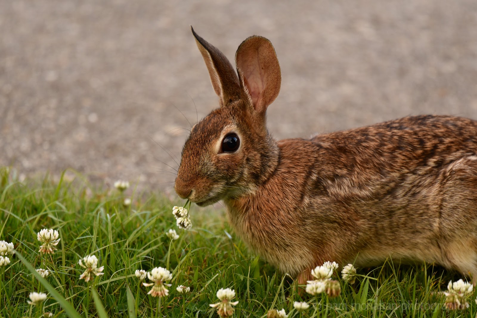 Pam Monahan's Wildlife and Nature Blog: My friend, the Eastern Cottontail